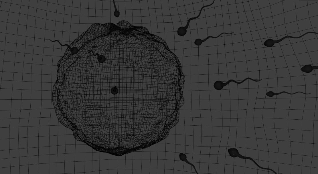 Human Sperm Cell And Egg Cell Fertilization 3d Model Animated Cgtrader