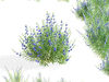 Salvia azurea flower 3D model | CGTrader