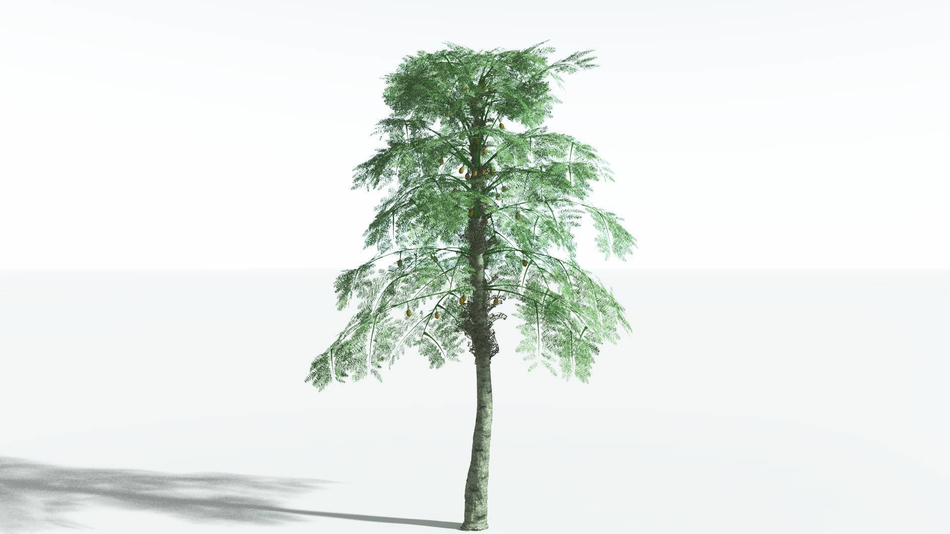 EVERYPlant Alethopteris Seed Fern 3 --12 Models-- 3D model | CGTrader