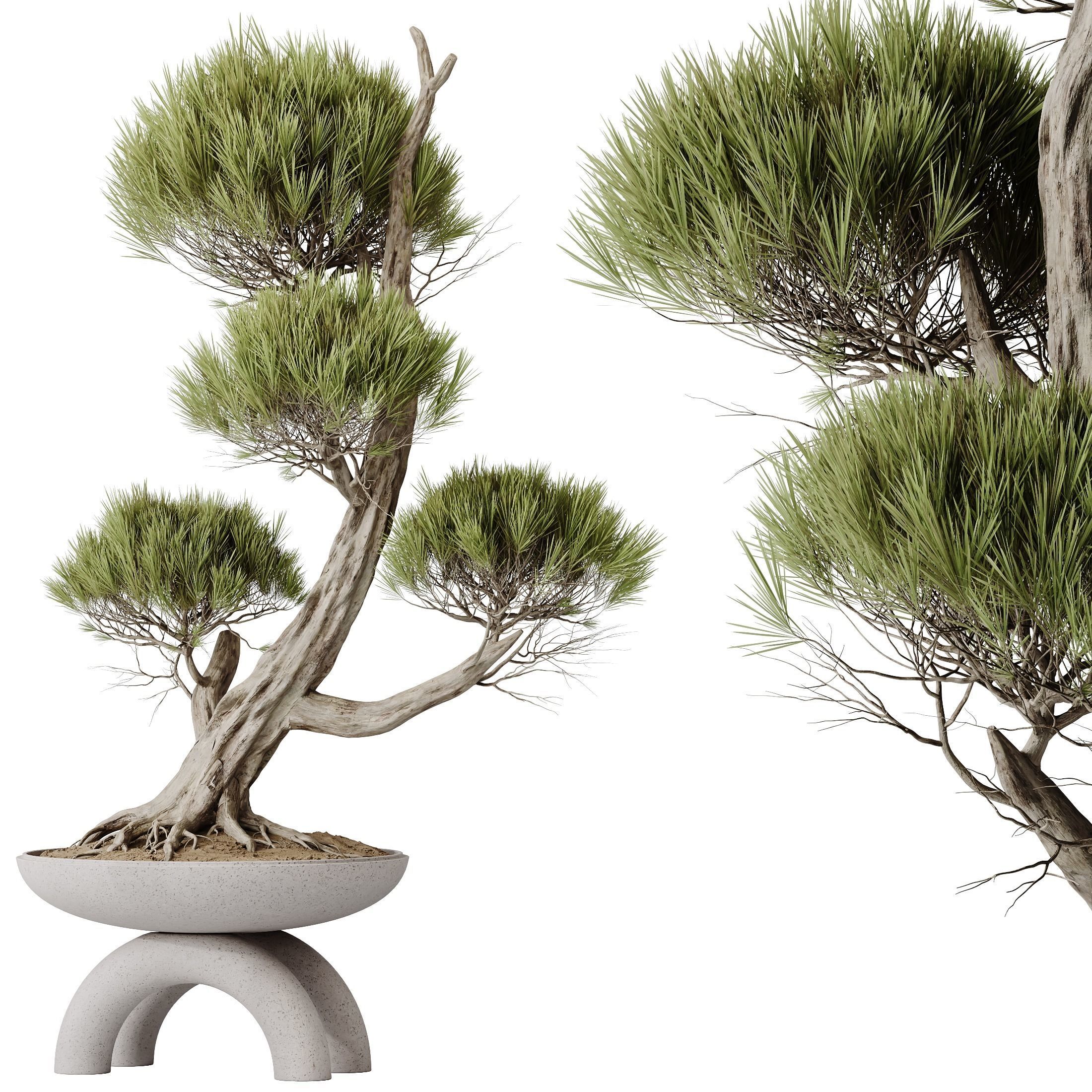 HQ HousePlants Bonsai Pinus Pentaphylla Thunbergii13 3D model | CGTrader