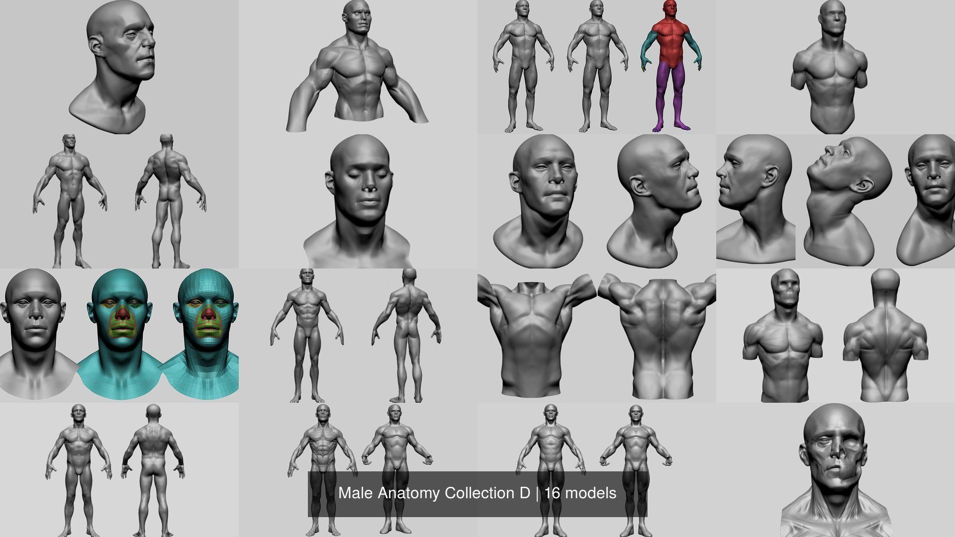 Male Anatomy Collection D 3D printable | CGTrader