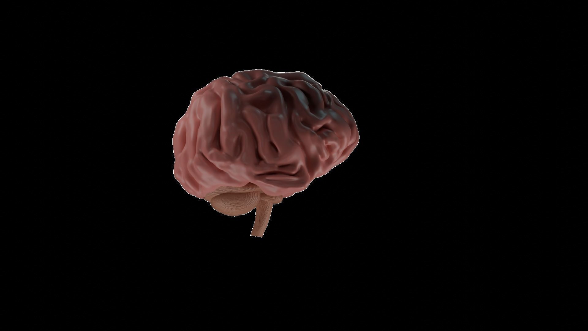 3D Model Of Brain - blender 3D 3D model | CGTrader