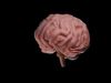 3D Model Of Brain - blender 3D 3D model | CGTrader