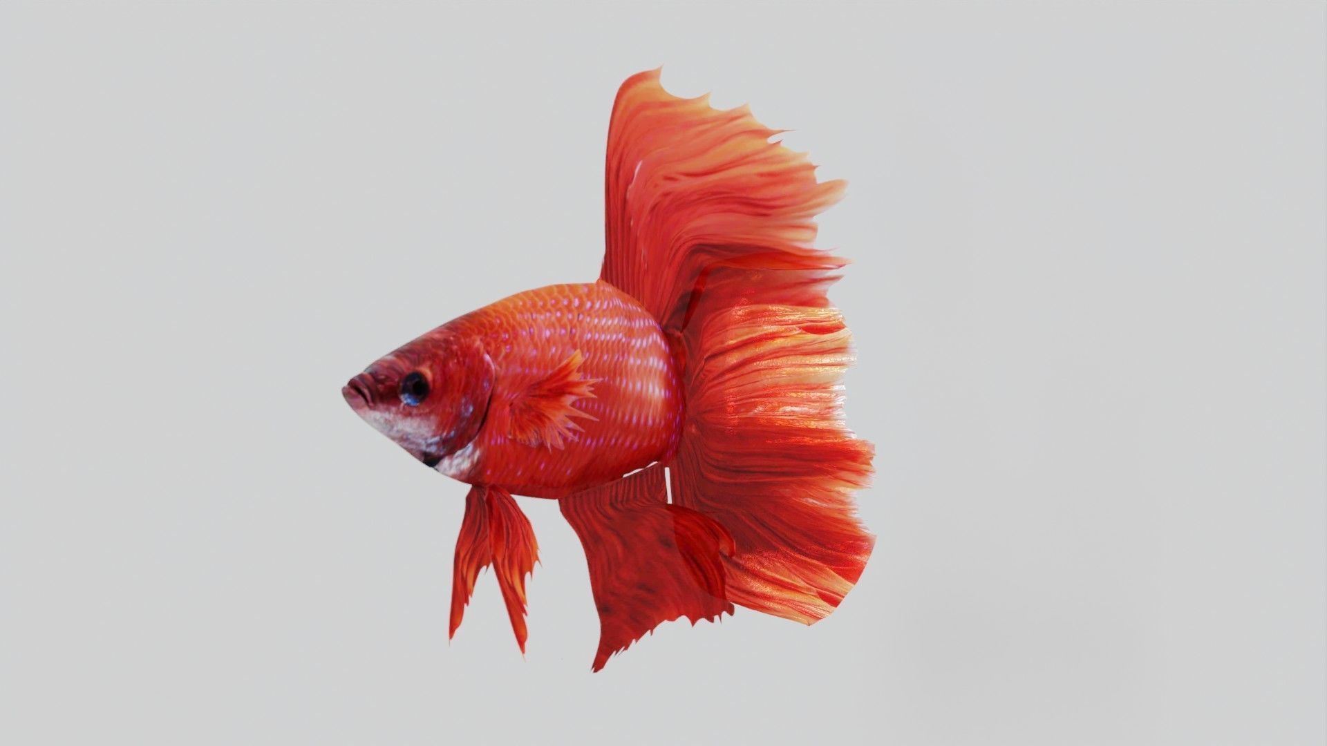 Betta Fish 3D model | CGTrader