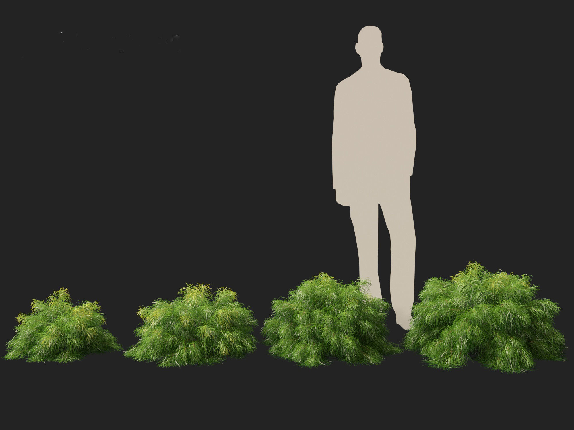 Acacia cognata limelight - River Wattle 3D model | CGTrader