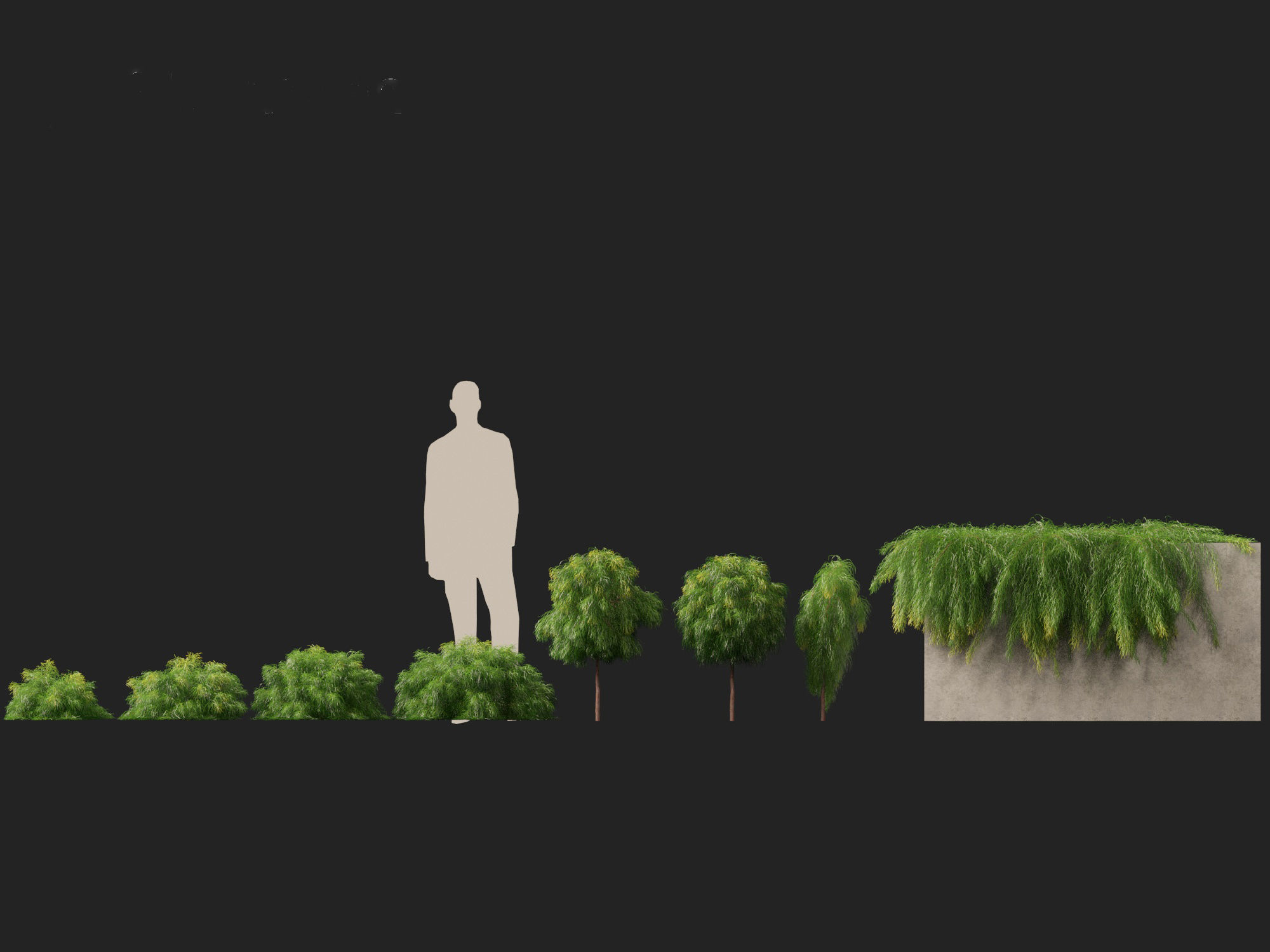 Acacia cognata limelight - River Wattle 3D model | CGTrader