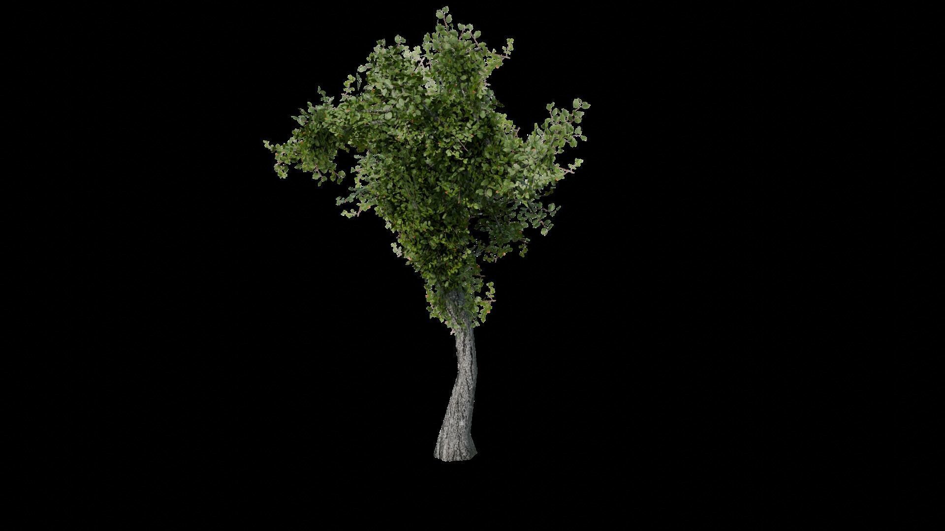 Simple Forest Scene 3D model | CGTrader