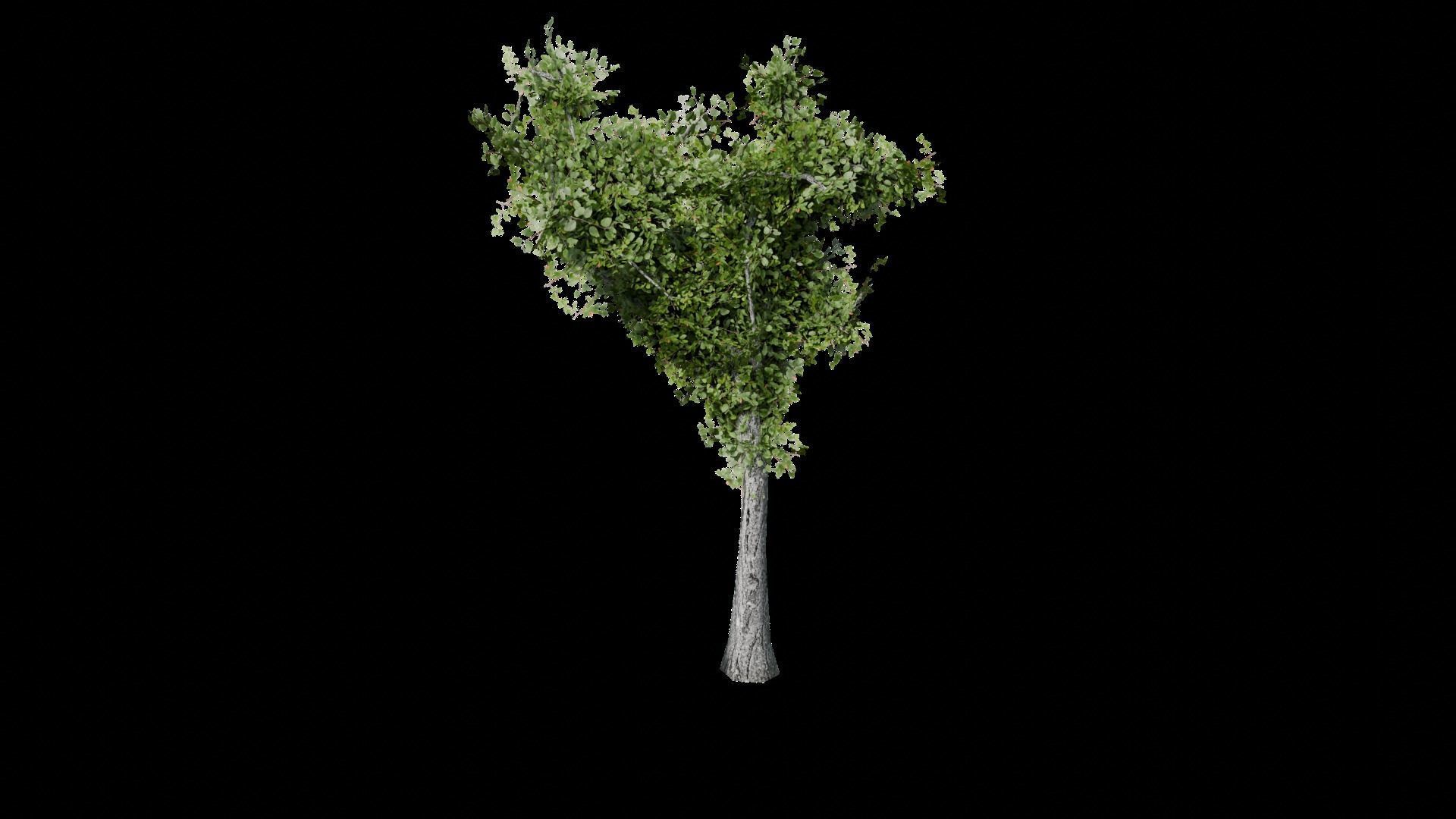 Simple Forest Scene 3D model | CGTrader