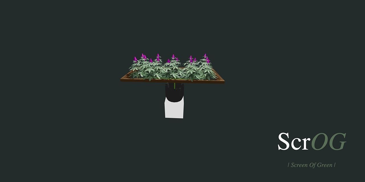 3D model Cannabis Scrog Grow VR / AR / low-poly | CGTrader