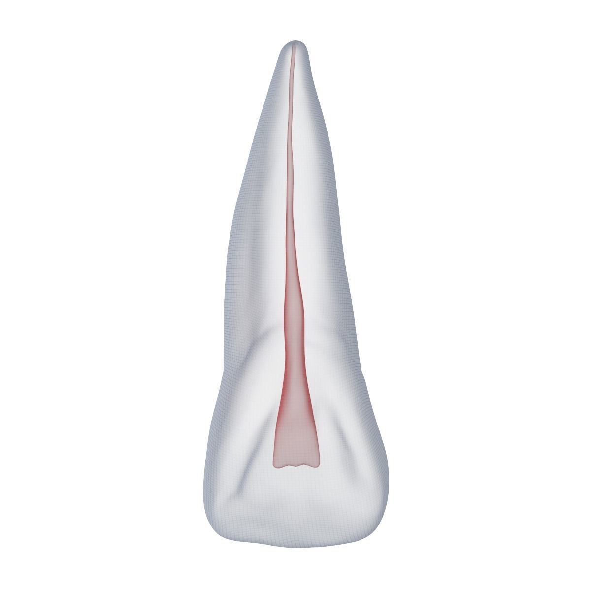 Human Upper Left Central Incisor Tooth With Pulp Cavity 3D model | CGTrader