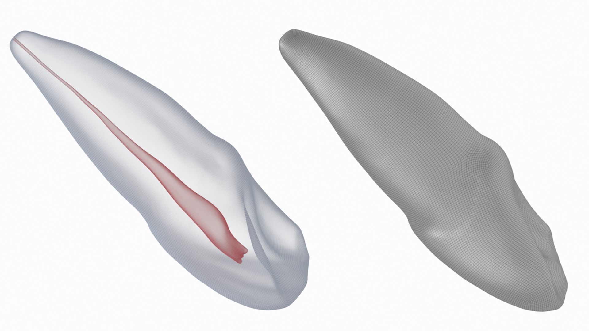Human Upper Left Central Incisor Tooth With Pulp Cavity 3D model | CGTrader