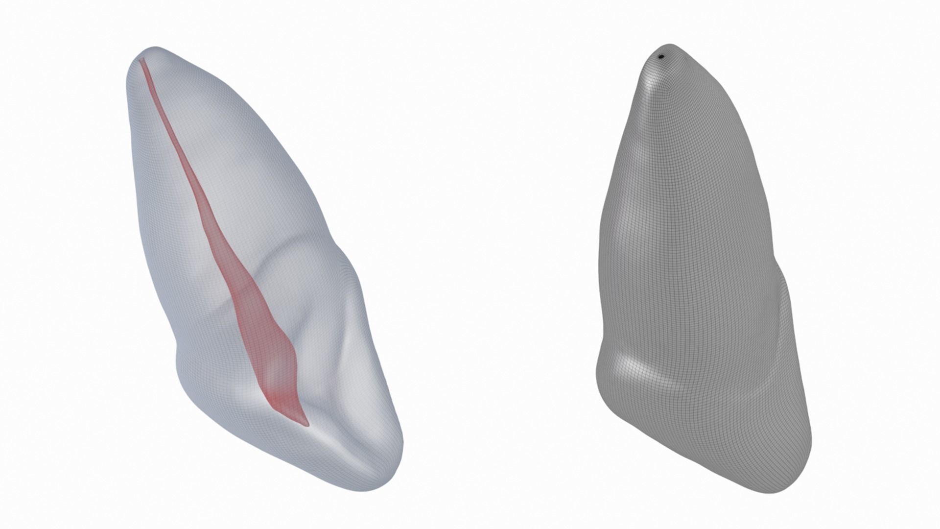 Human Upper Left Central Incisor Tooth With Pulp Cavity 3D model | CGTrader