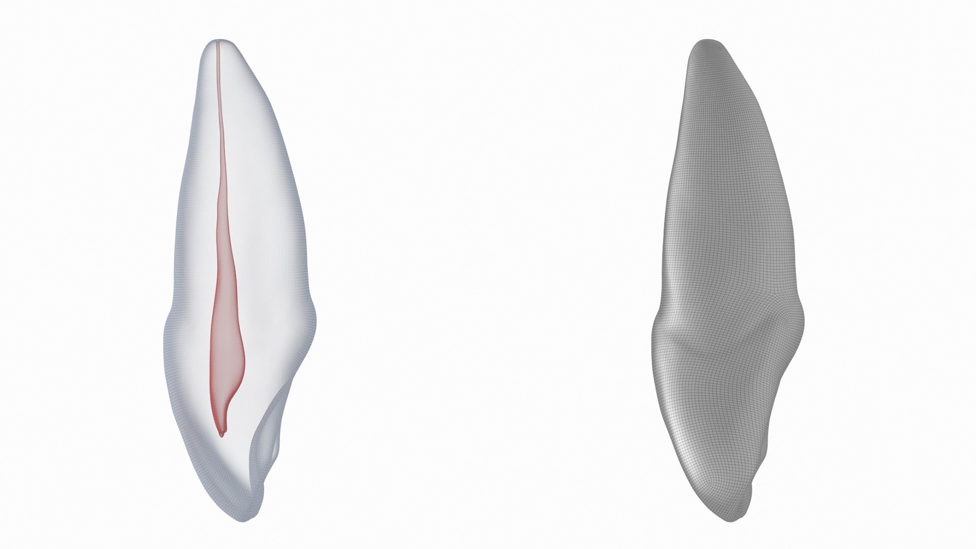 Human Upper Left Central Incisor Tooth With Pulp Cavity 3D model | CGTrader