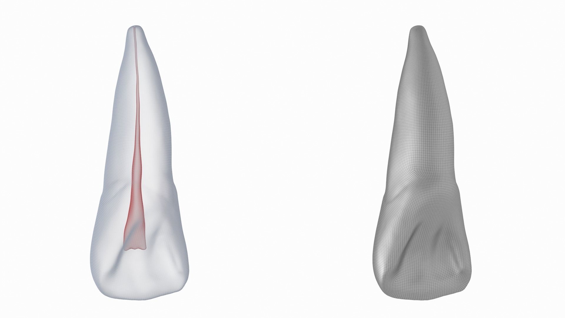 Human Upper Left Central Incisor Tooth With Pulp Cavity 3D model | CGTrader