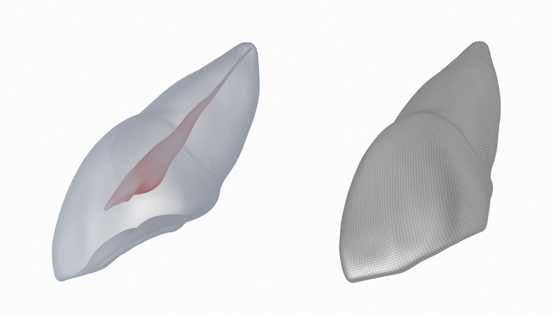 Human Upper Left Central Incisor Tooth With Pulp Cavity 3D model | CGTrader