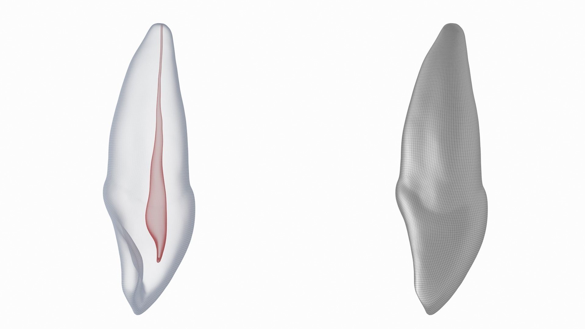 Human Upper Left Central Incisor Tooth With Pulp Cavity 3D model | CGTrader
