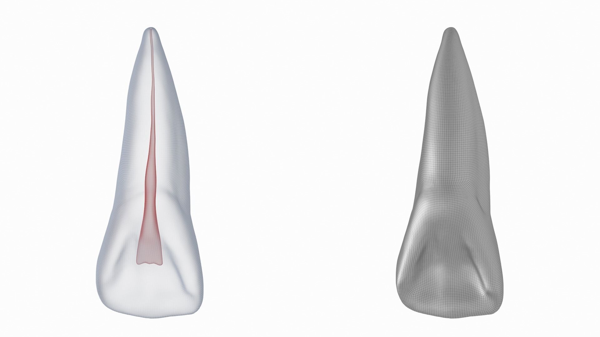 Human Upper Left Central Incisor Tooth With Pulp Cavity 3D model | CGTrader