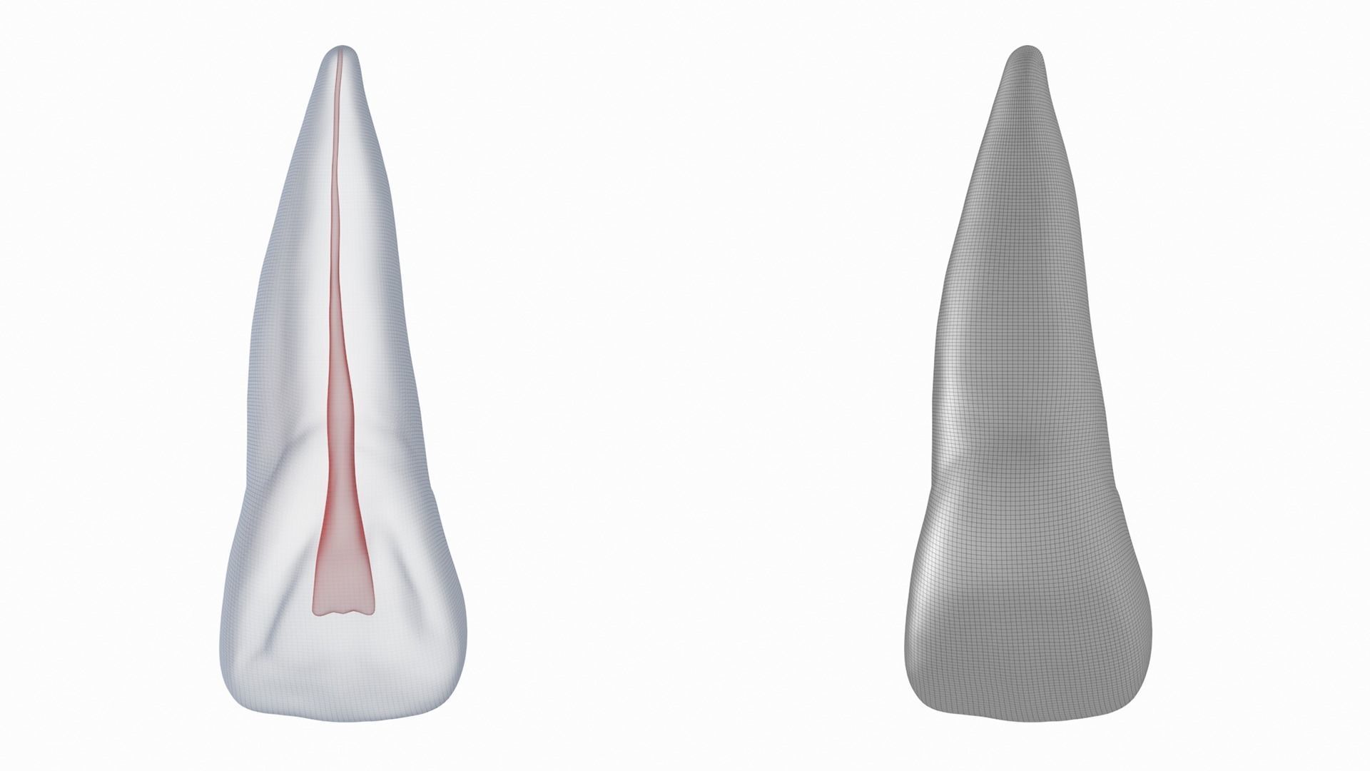 Human Upper Left Central Incisor Tooth With Pulp Cavity 3D model | CGTrader