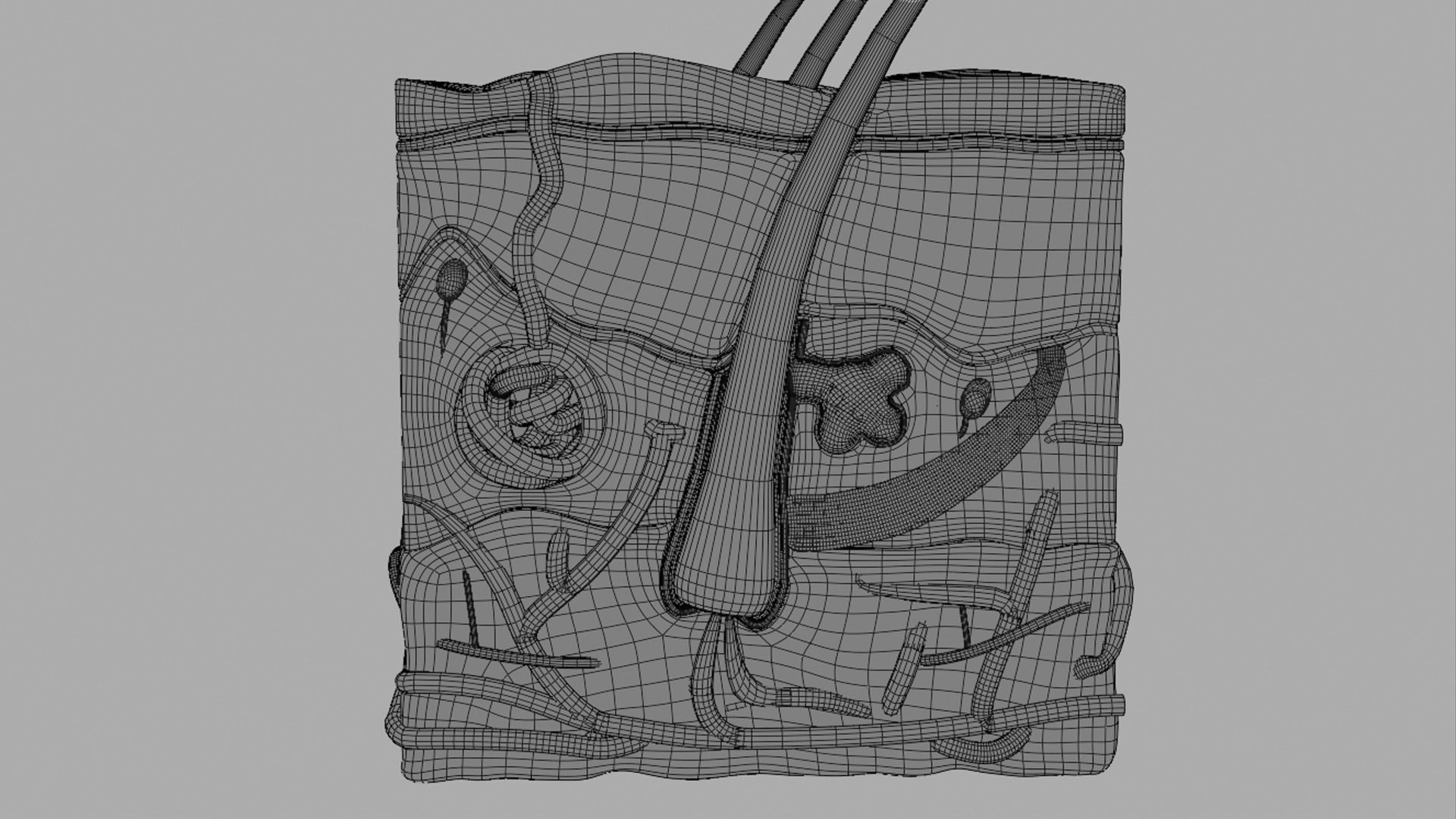 Skin Cross section 3D model | CGTrader