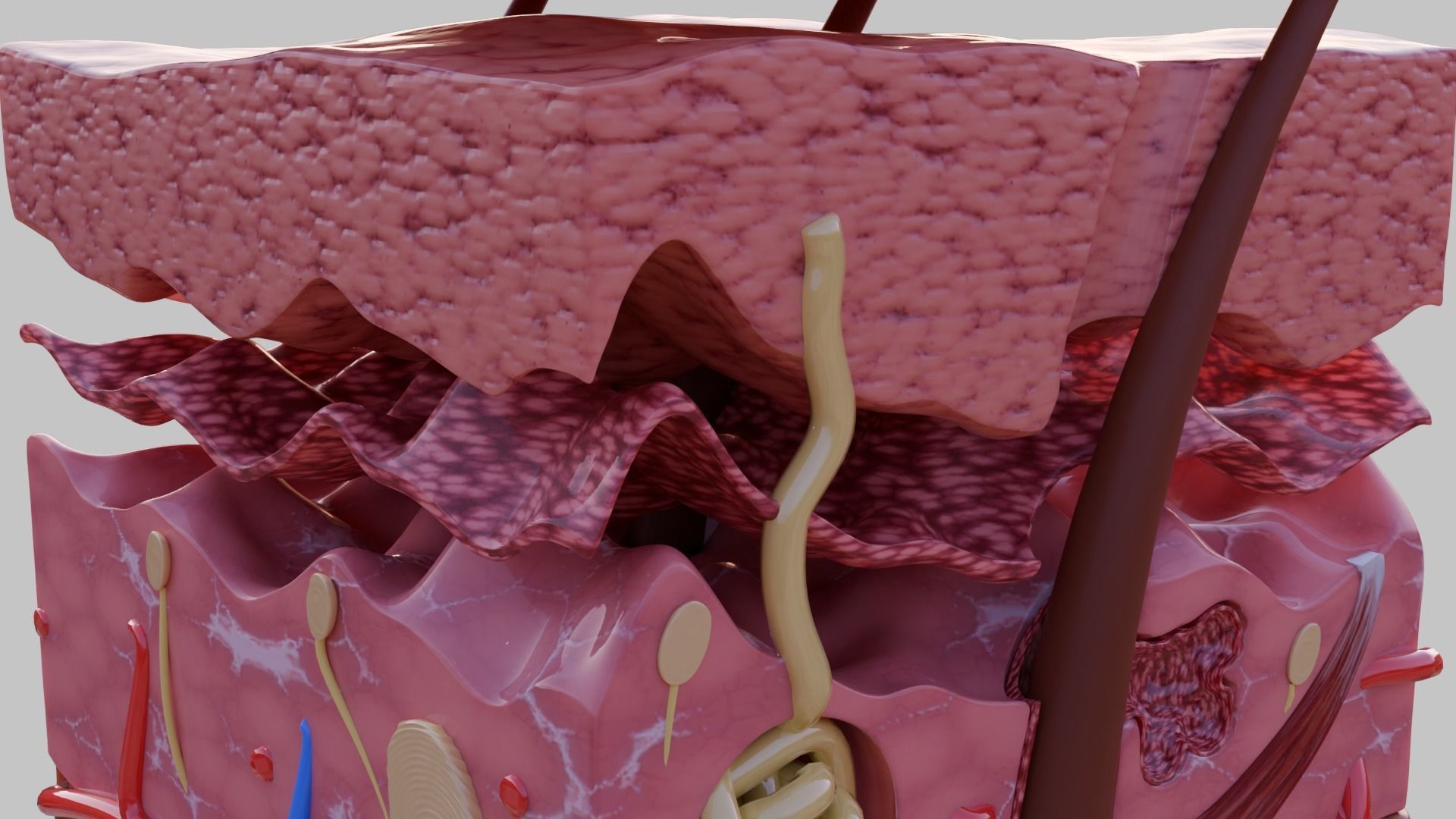 Skin Cross section 3D model | CGTrader