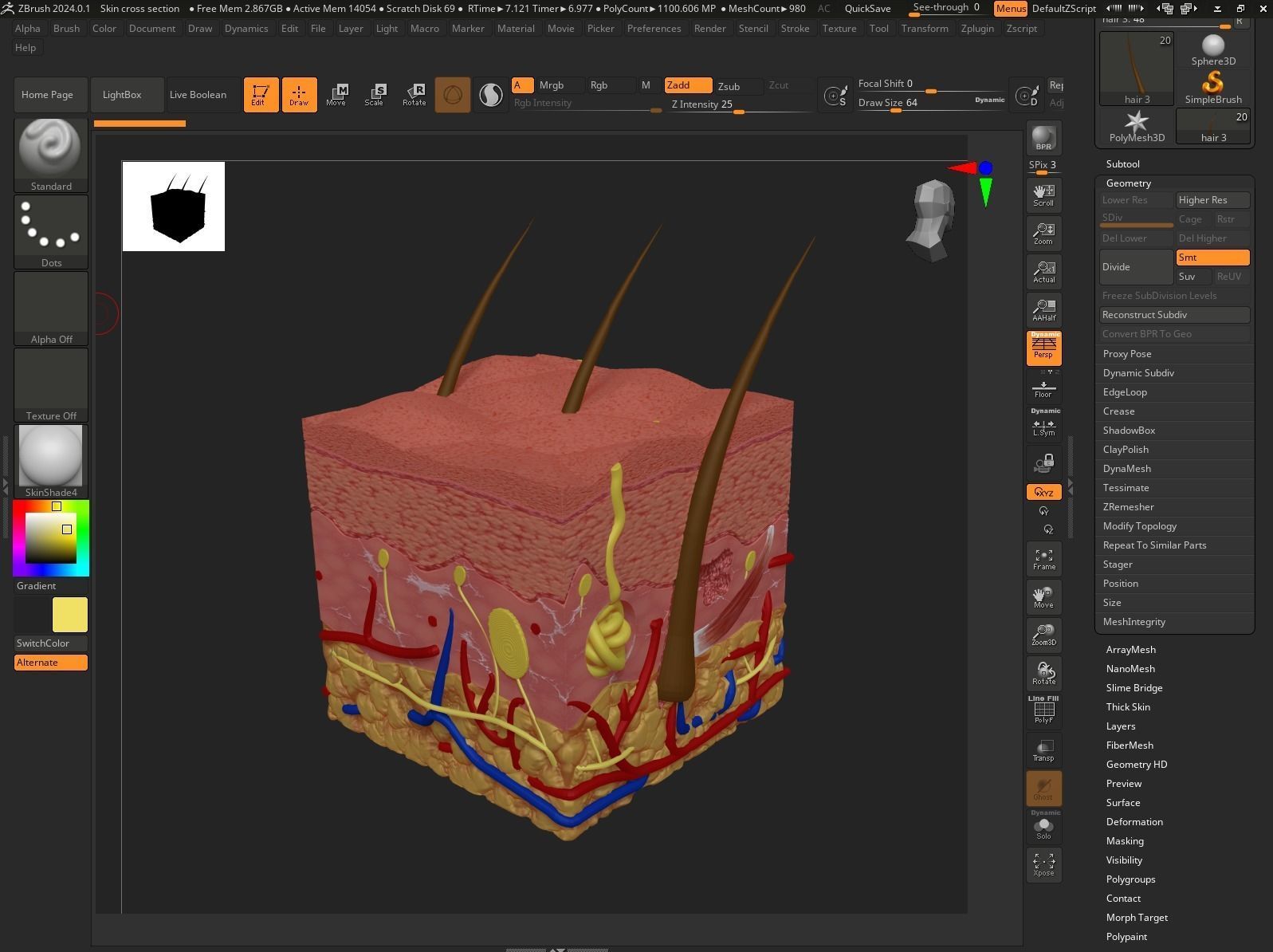 Skin Cross section 3D model | CGTrader