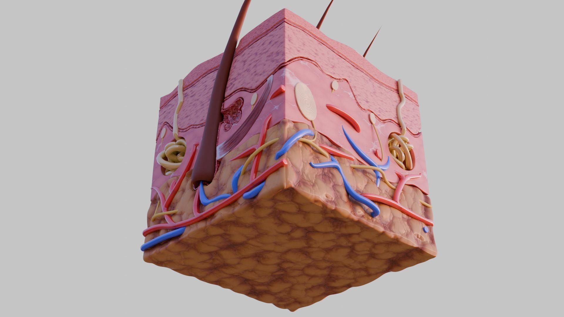 Skin Cross section 3D model | CGTrader