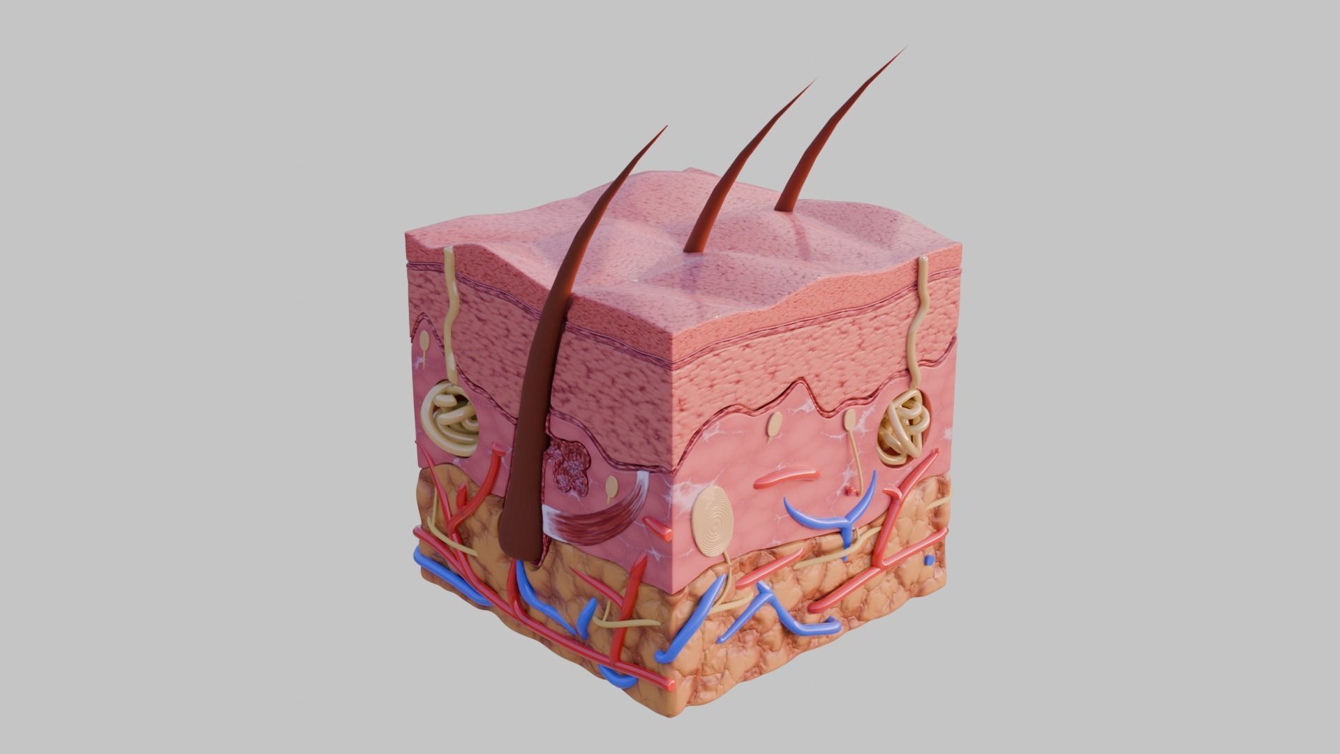 Skin Cross section 3D model | CGTrader