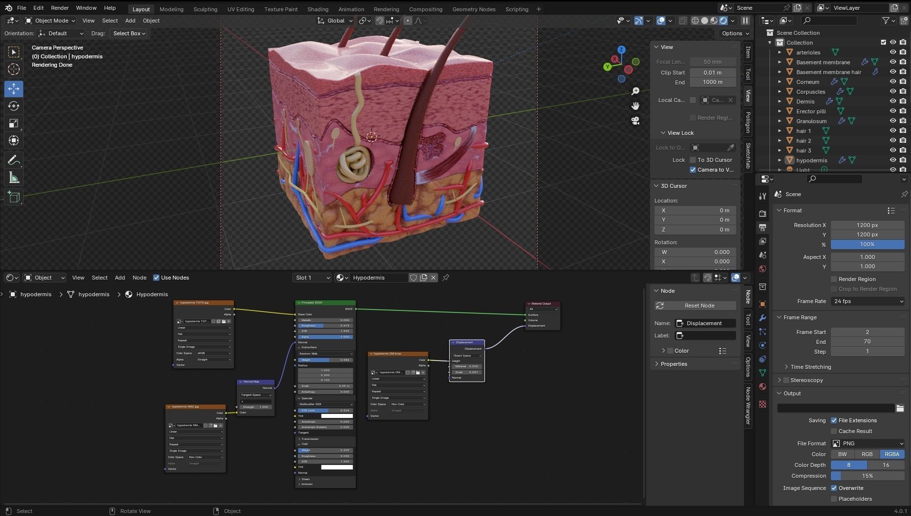 Skin Cross section 3D model | CGTrader