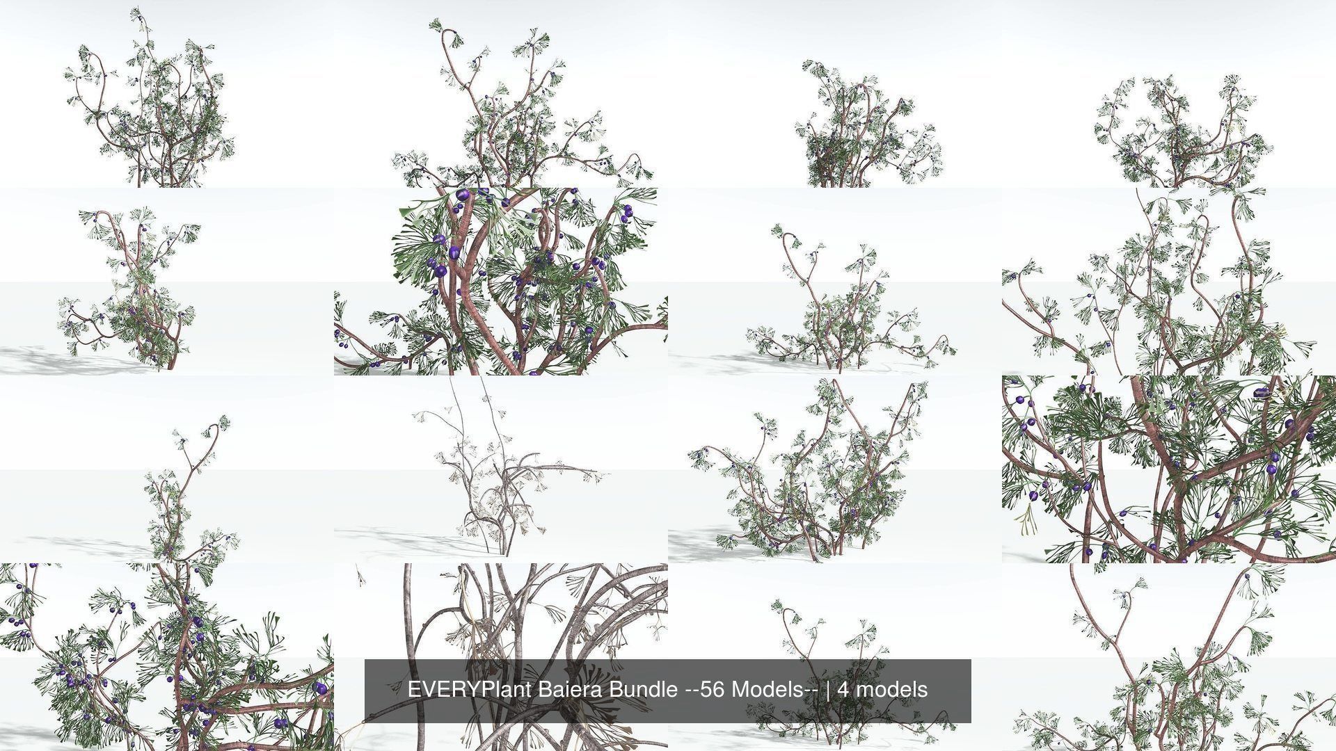 EVERYPlant Baiera Bundle --56 Models-- 3D Model Collection | CGTrader