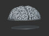 Brain Cap as headgear for the Skull stand and wall lamps 3D model 3D ...