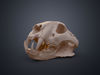 Tiger Skull Panthera Tigris Tigris realistic scan 3D model 3D printable ...