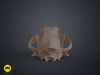 Tiger Skull Panthera Tigris Tigris realistic scan 3D model 3D printable ...