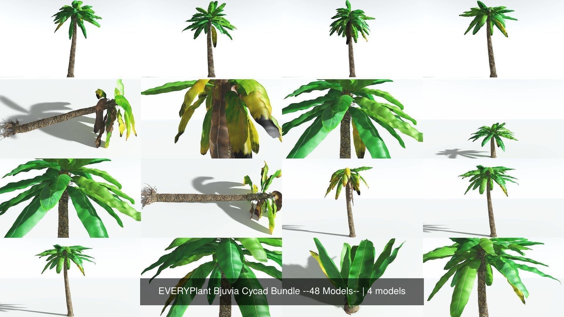 EVERYPlant Bjuvia Cycad Bundle --48 Models-- 3D Model Collection | CGTrader
