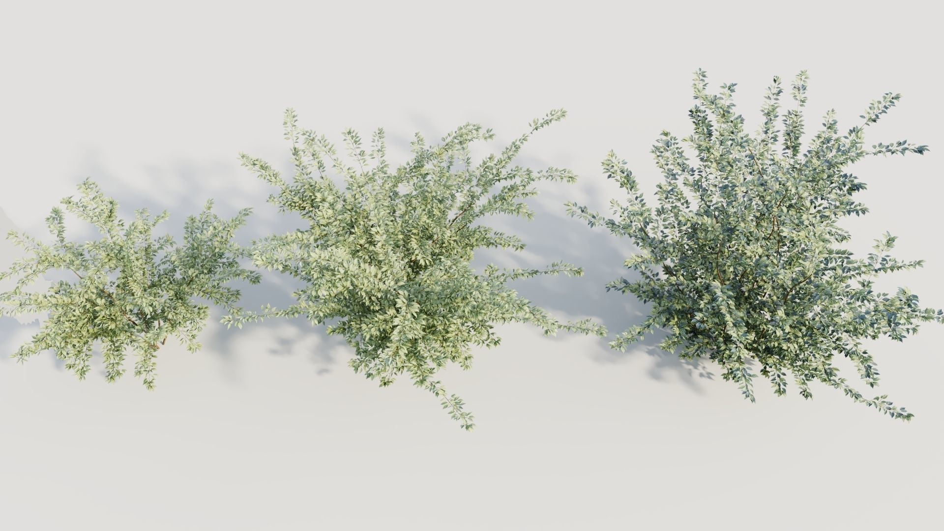 Cotoneaster francheti b 3D model | CGTrader