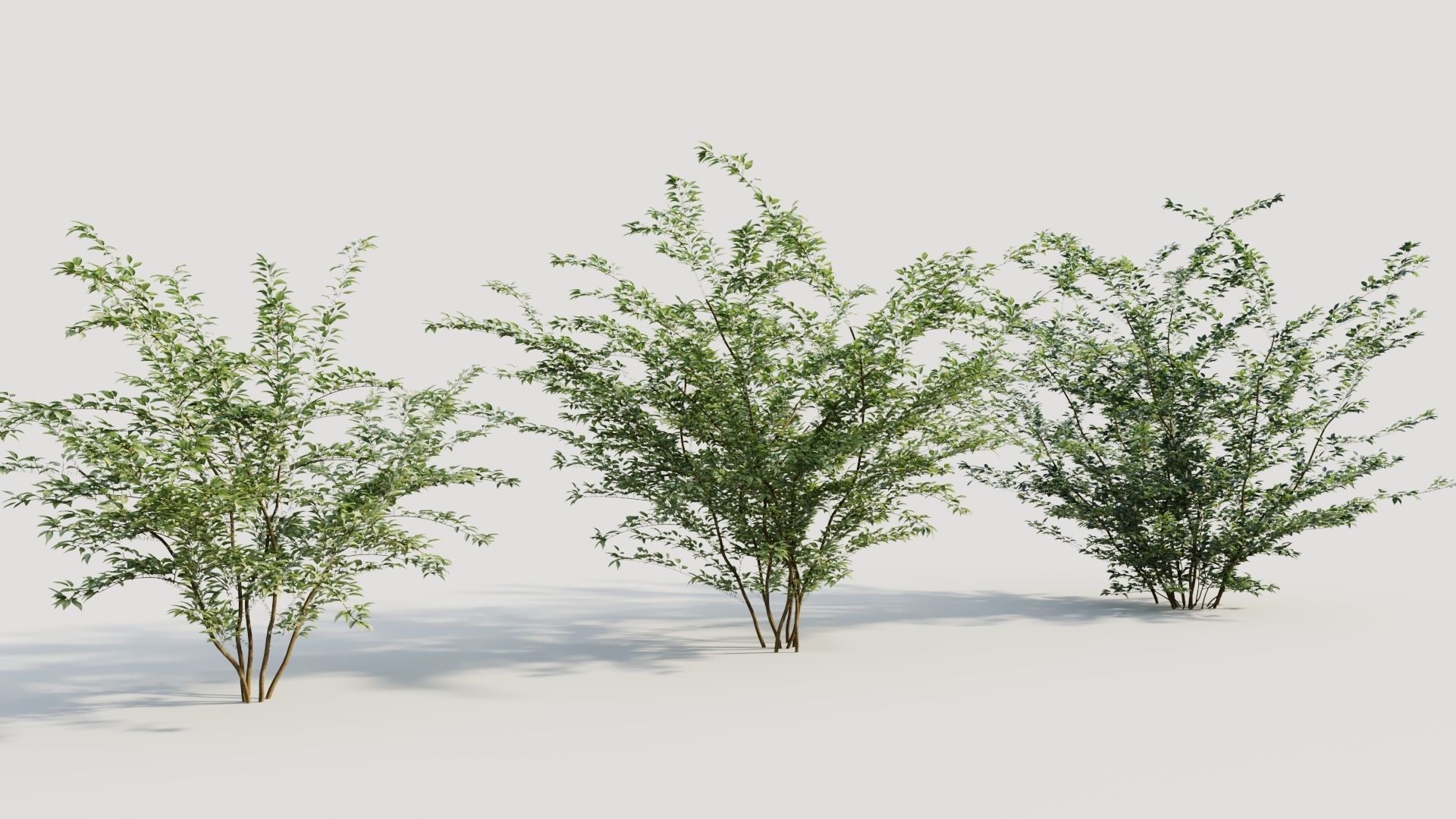 Cotoneaster francheti b 3D model | CGTrader