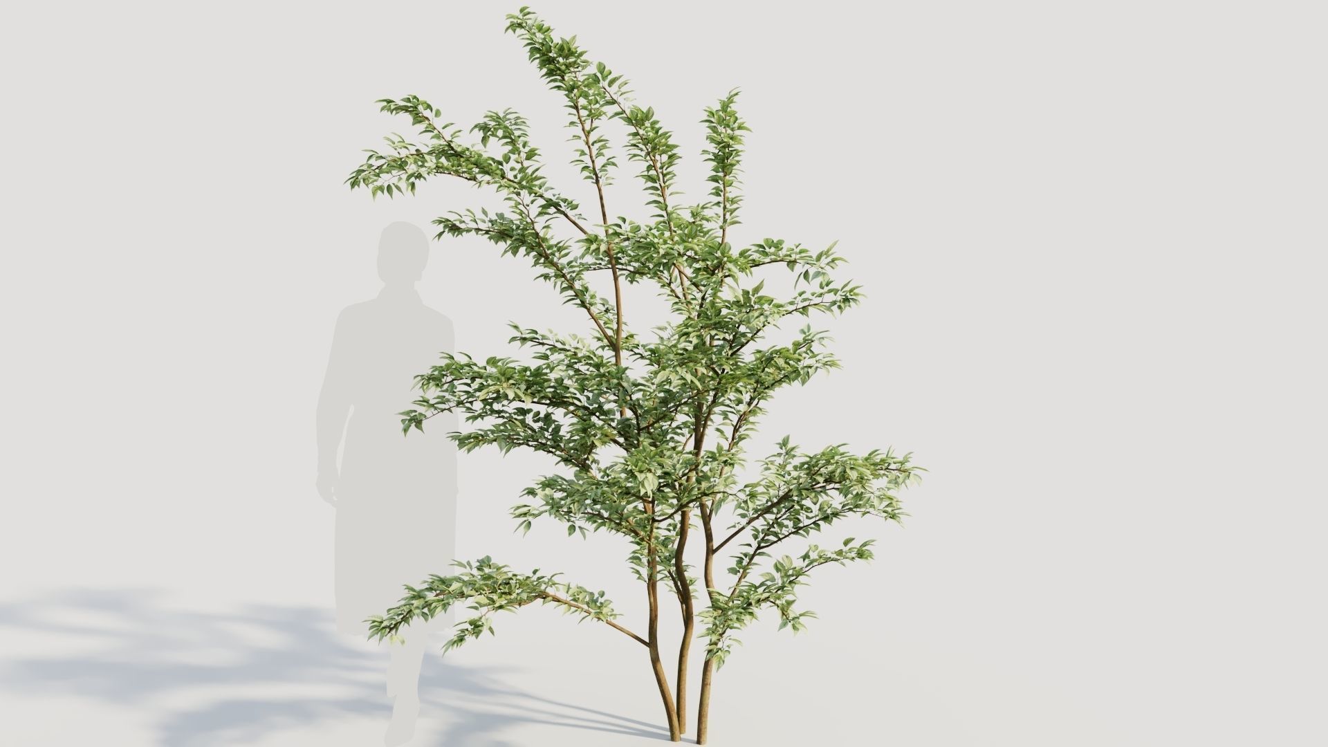Cotoneaster francheti c 3D model | CGTrader