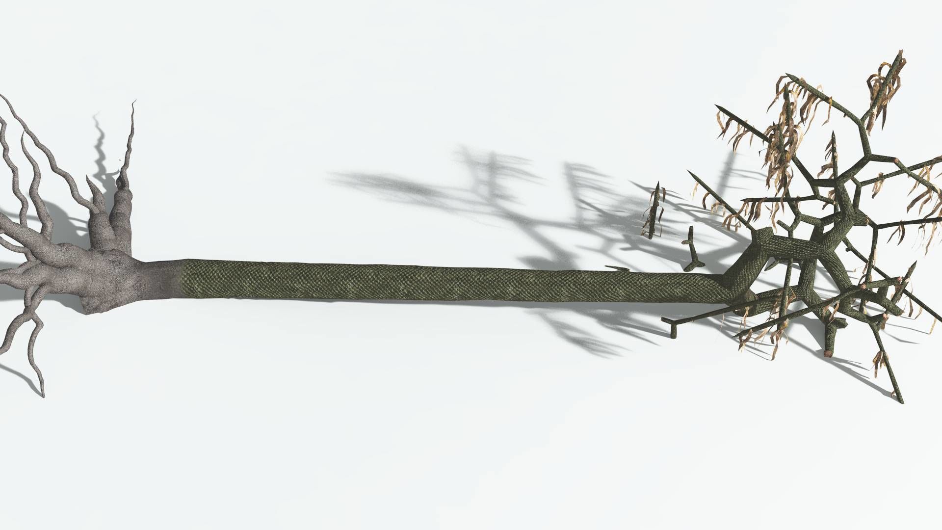 EVERYPlant Lepidodendron Scale Tree 1 --12 Models-- 3D model | CGTrader