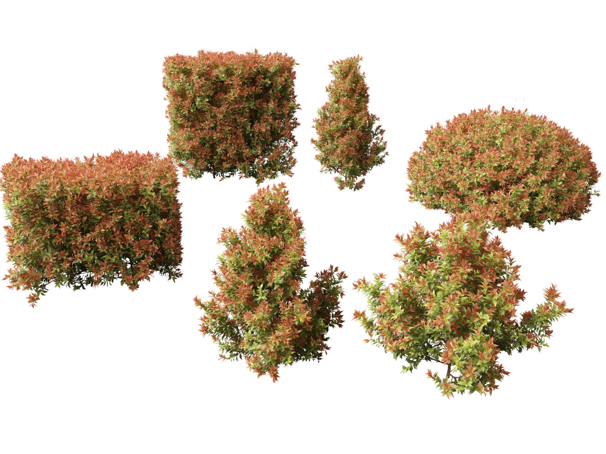 Acmena smithii Allyn Magic -Lilly Pilly 3D model | CGTrader