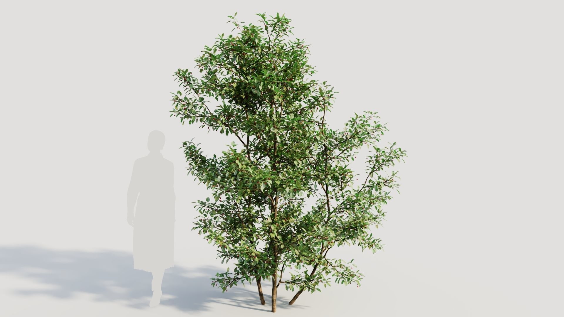 Ilex mucronata b 3D model | CGTrader