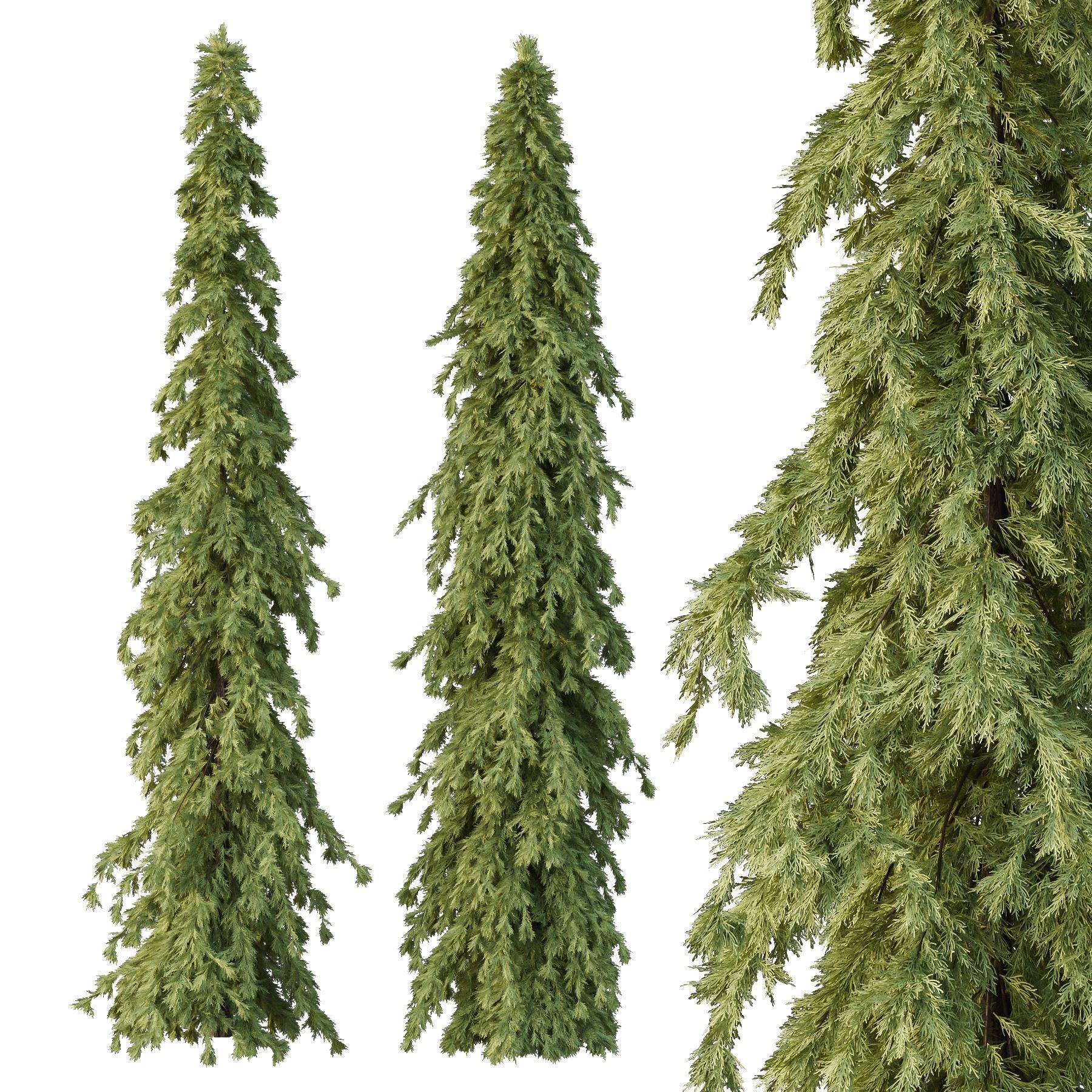 Cedrus deodara09 3D model | CGTrader