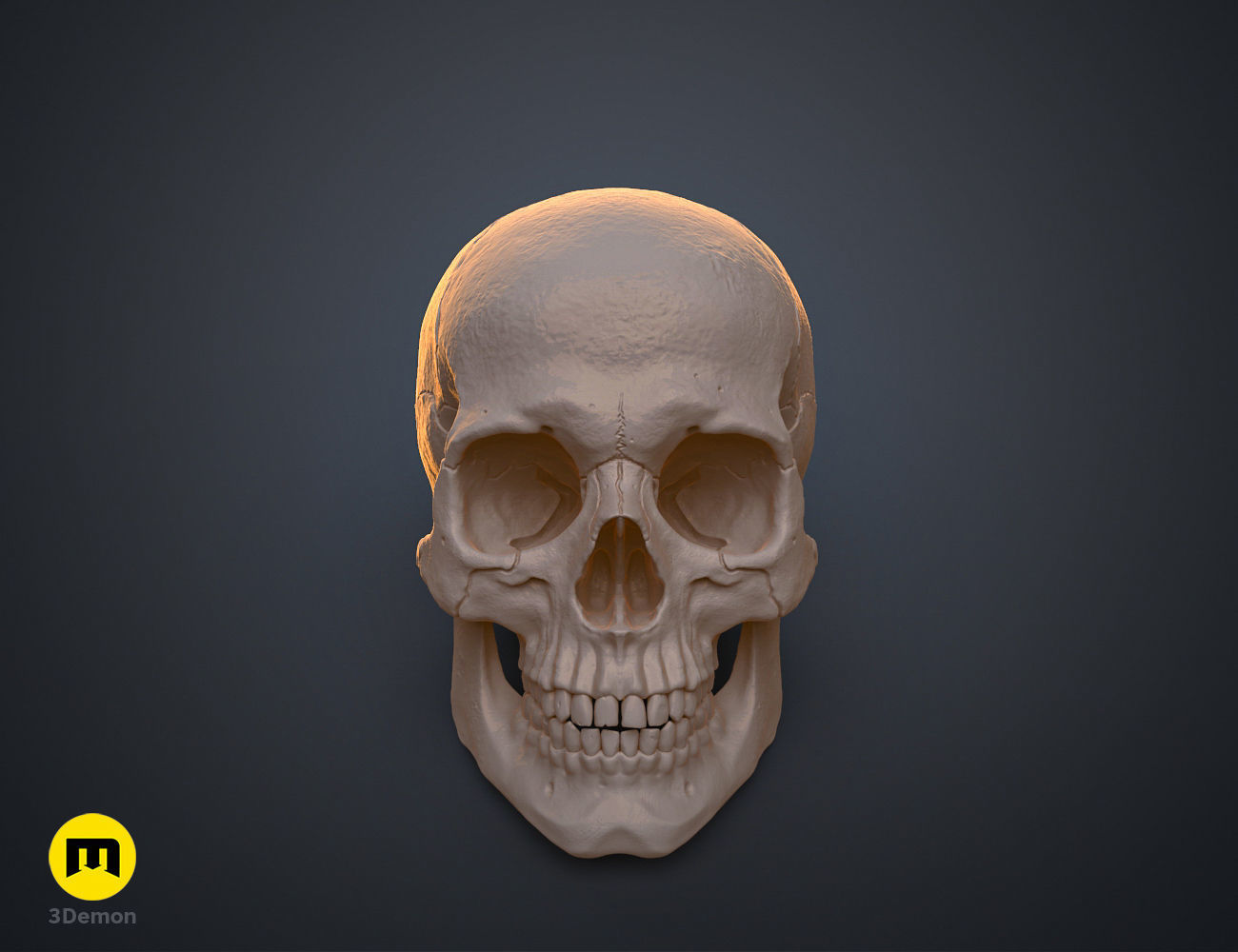 Anatomically Correct Human Skull Homo Sapiens Sapiens free 3D model 3D ...