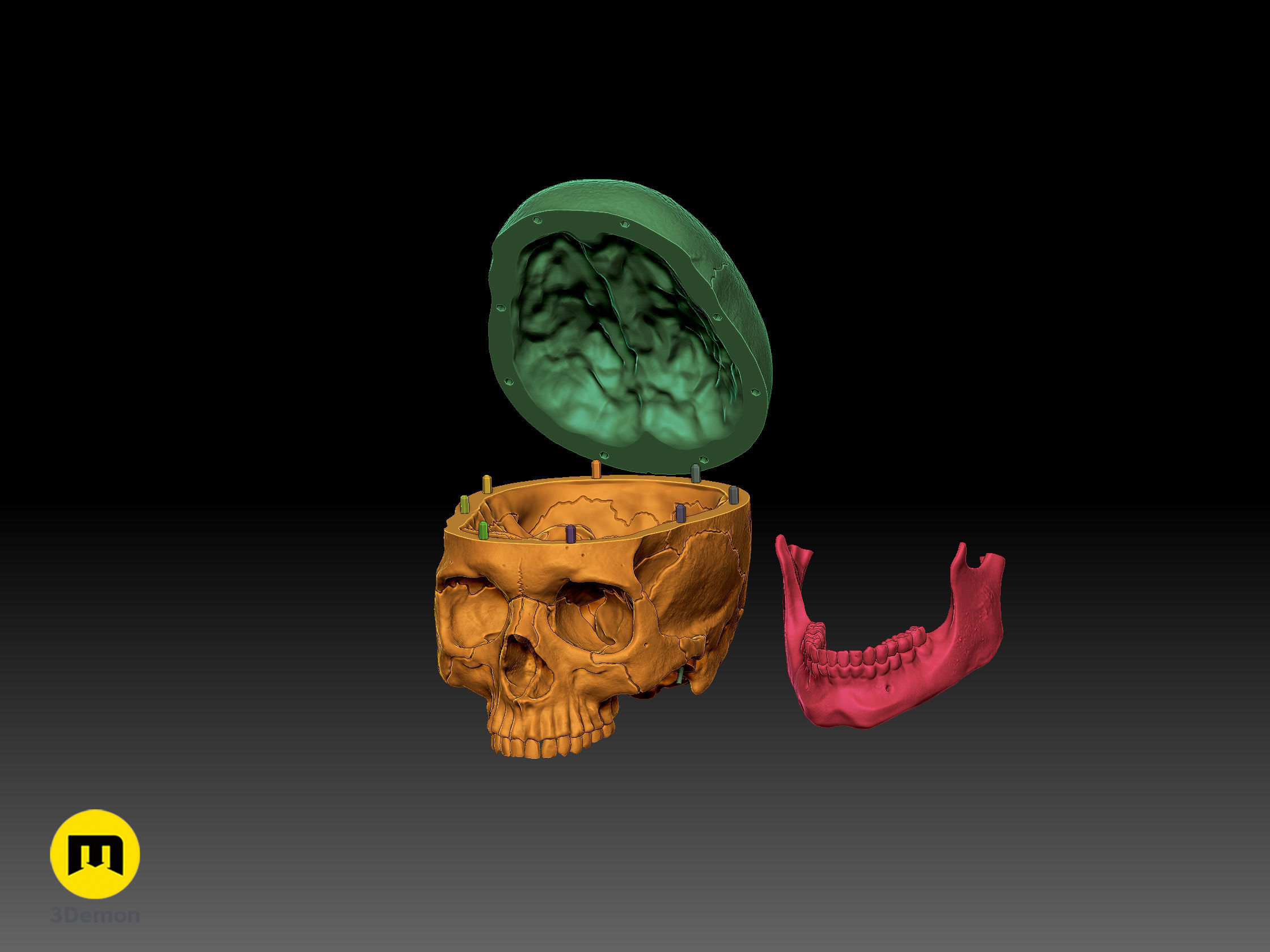 Anatomically Correct Human Skull Homo Sapiens Sapiens free 3D model 3D ...