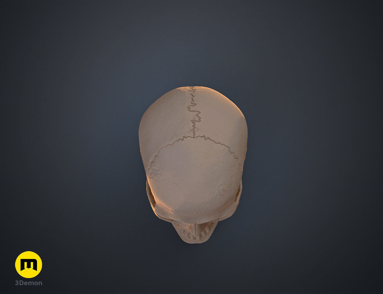 Anatomically Correct Human Skull Homo Sapiens Sapiens free 3D model 3D ...