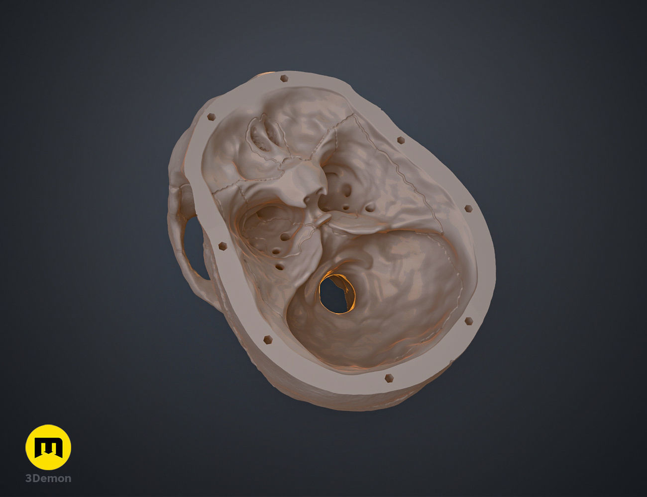 Anatomically Correct Human Skull Homo Sapiens Sapiens free 3D model 3D ...