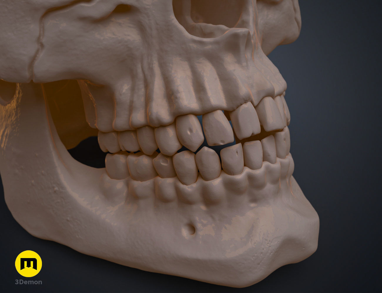 Anatomically Correct Human Skull Homo Sapiens Sapiens free 3D model 3D ...