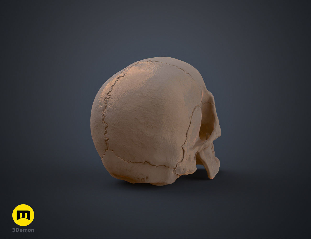 Anatomically Correct Human Skull Homo Sapiens Sapiens free 3D model 3D ...