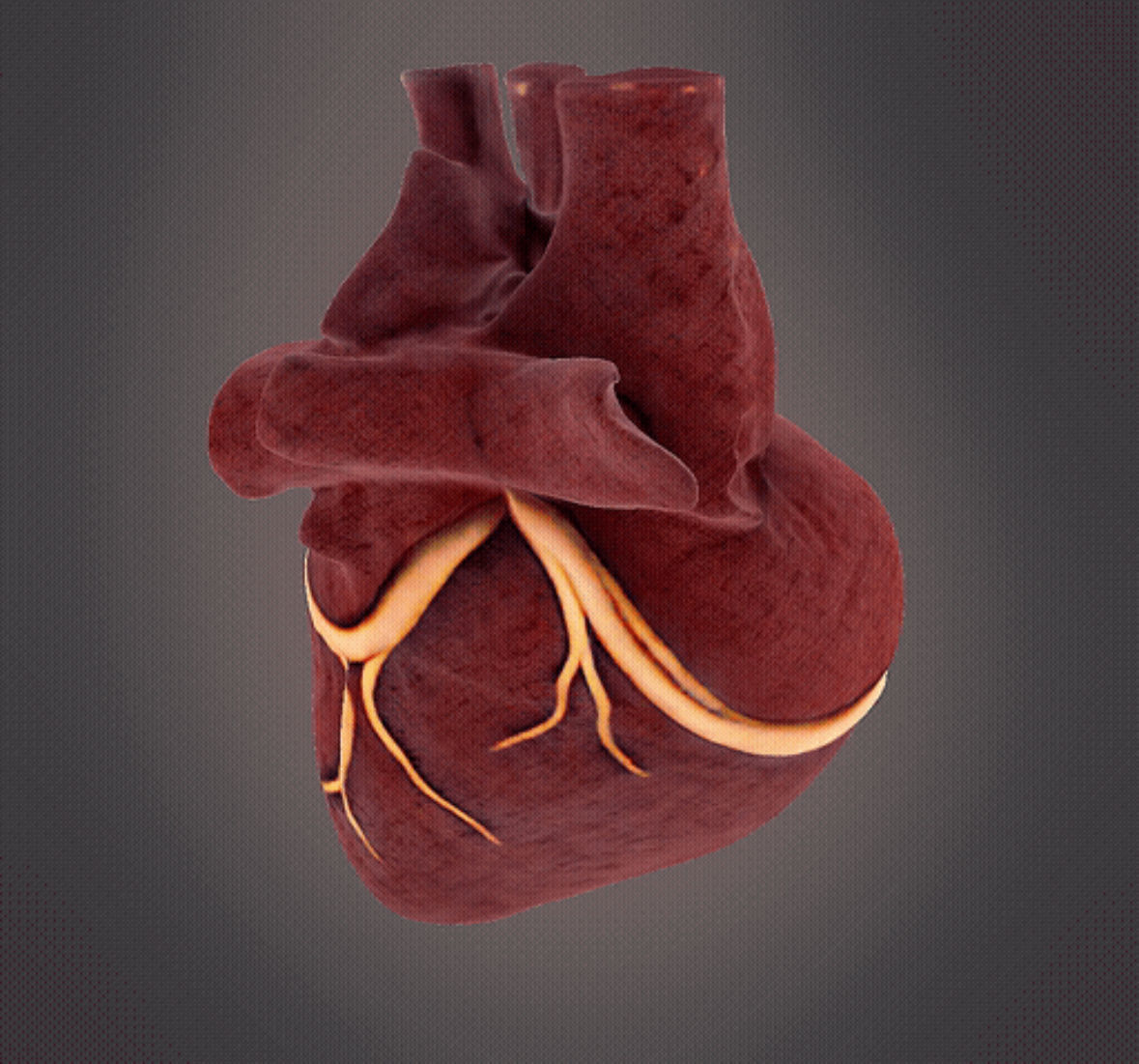 Human Heart model 3D model 3D printable | CGTrader