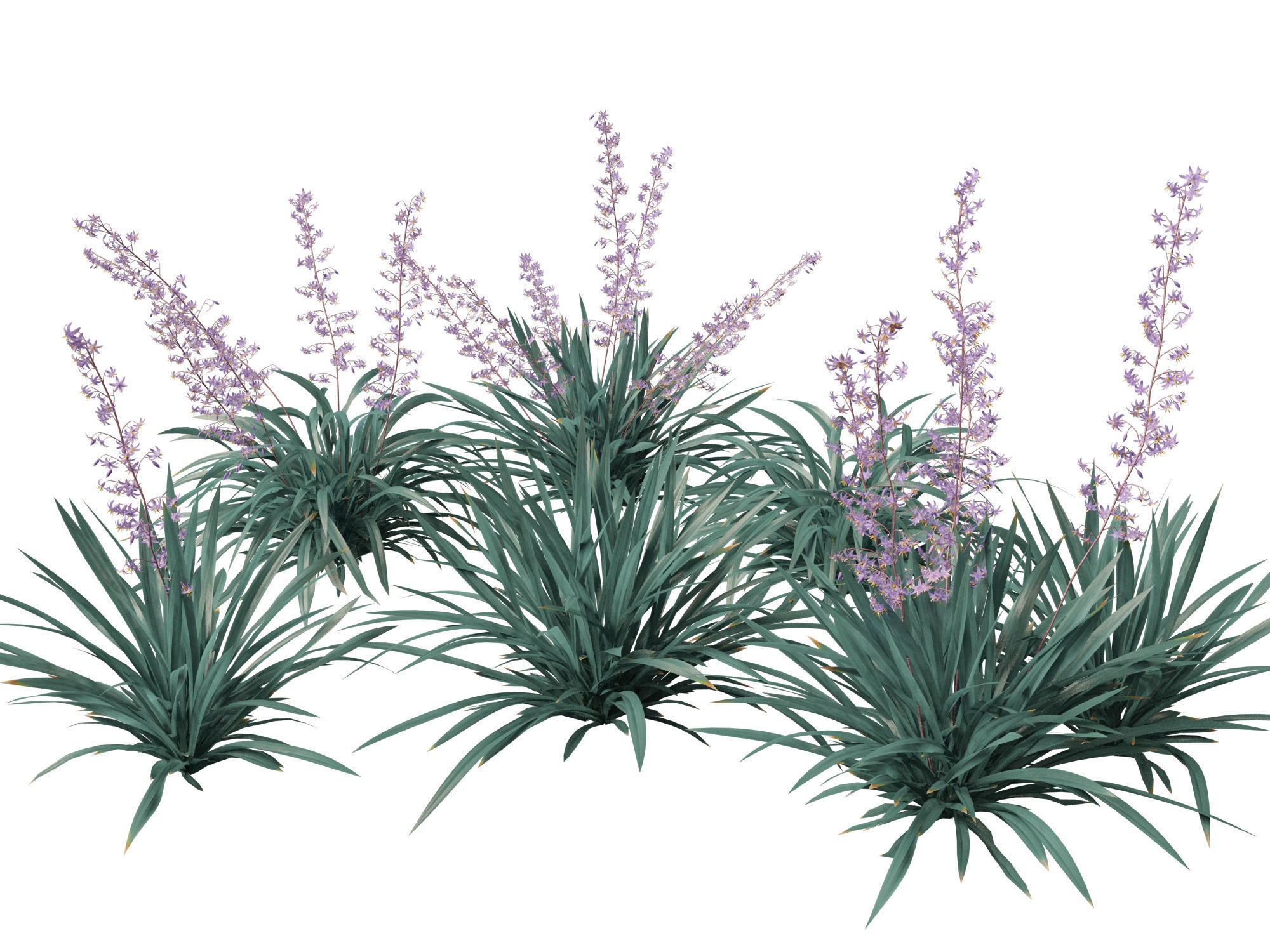 Dianella caerulea - Flax Lily 3D model | CGTrader
