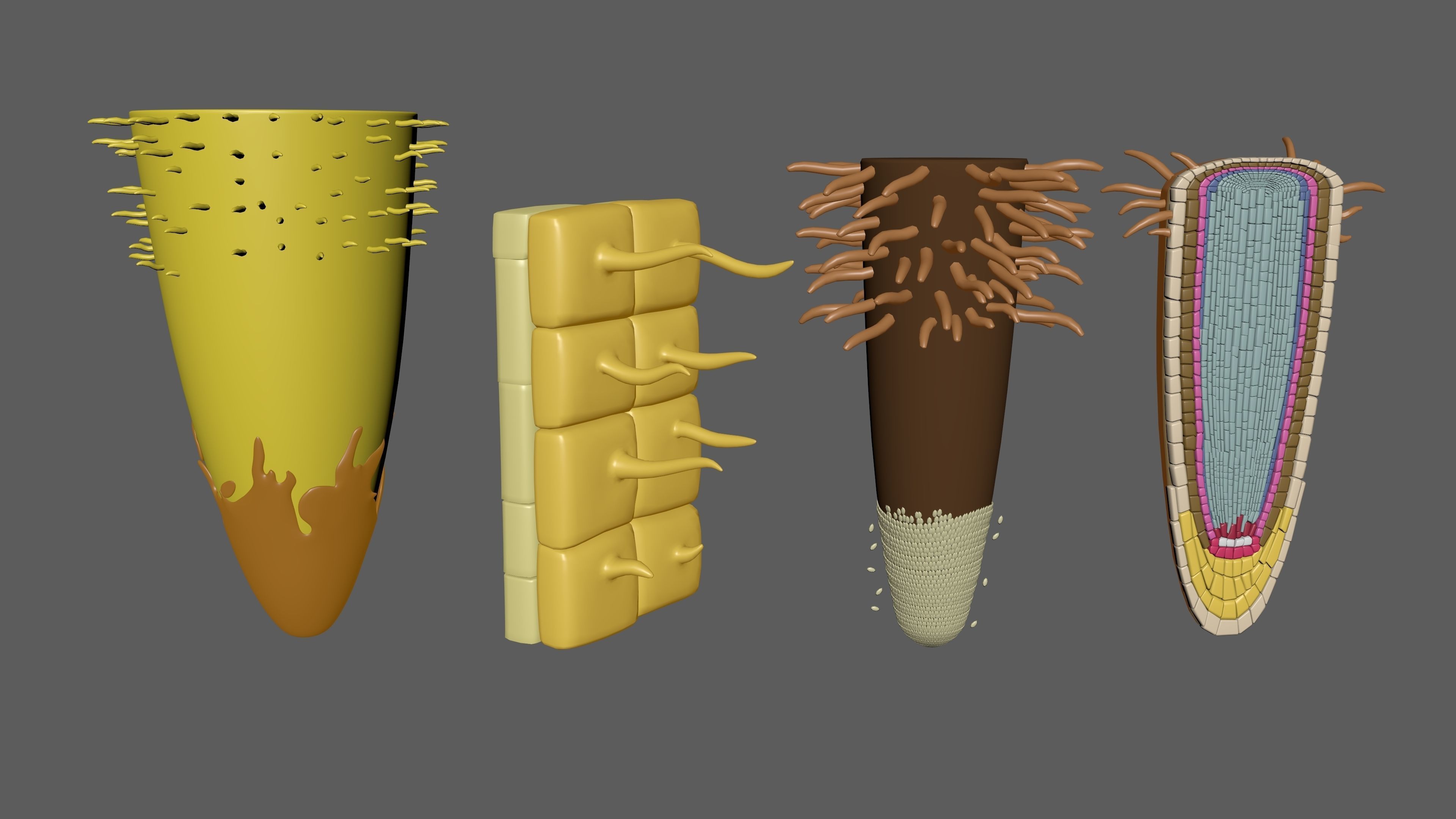Root Hair Cell 3D model | CGTrader