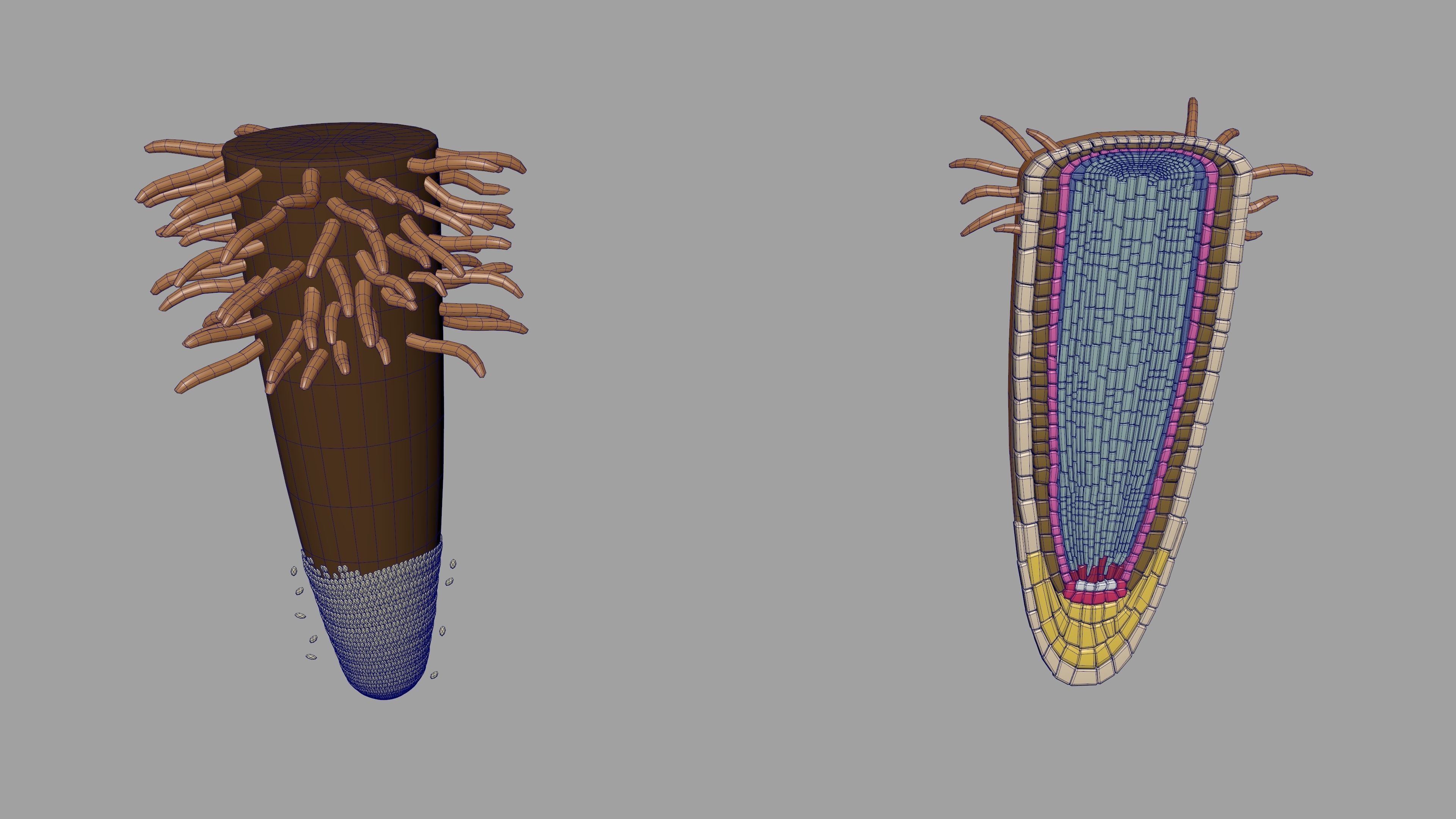 Root Hair Cell 3D model | CGTrader